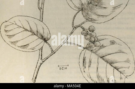 e mei zhi wu tu Stock Photo - Alamy