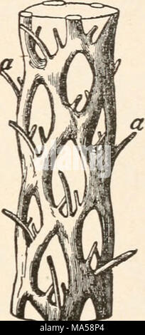 . Elements of plant anatomy;. Botany -- Anatomy. ANATOMY OF TISSUES ...