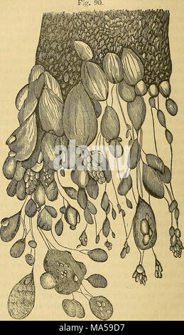 . Elements of pathological anatomy Stock Photo - Alamy