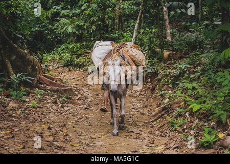 horse carrying heavy load in Tayrona National Park, Colombia, South ...