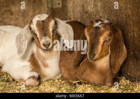 Snuggly 12 day old mixed breed Nubian and Boer goat kids Stock Photo ...