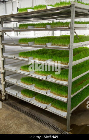 Hydroponic Agriculture, Cultivation of Barley Fodder. 1 tray will ...