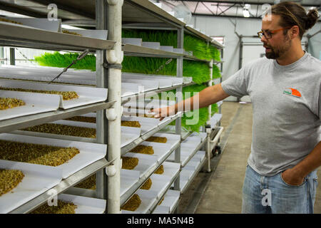 Hydroponic Agriculture, Cultivation of Barley Fodder. 1 tray will ...