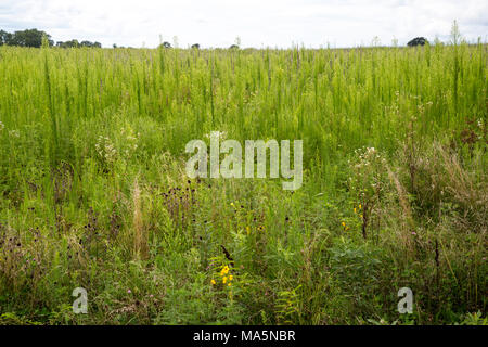 A Conservation Reserve Preserving Indigenous Wild Grasses and Flowers ...