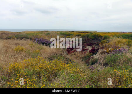 Vernal pool restoration site at Camp Pendleton Stock Photo - Alamy