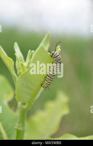 Monarch Caterpillars in Illinois Stock Photo - Alamy
