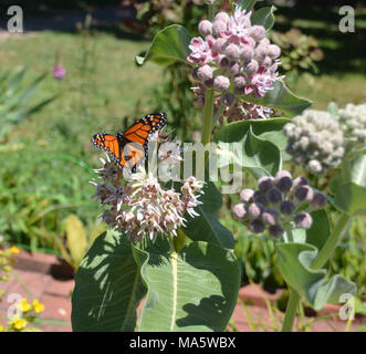 Monarch Butterfly in Oregon Stock Photo - Alamy