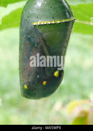 Monarch Chrysalis in Iowa Stock Photo - Alamy