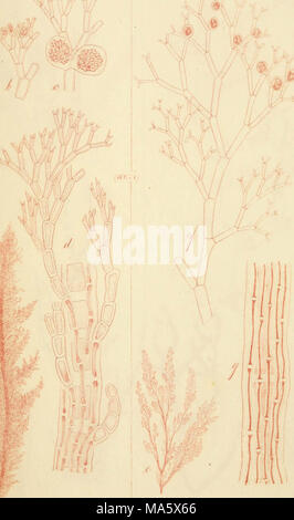 "Tabulae phycologicae; oder, Abbildungen der tange" (1862 Stock Photo ...