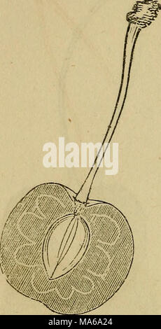 . A manual of botany. Botany. MORPHOLOGY OF THE FRUIT AND SEED 277 Fig ...