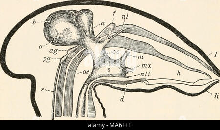Nervous system of the grasshopper Stock Photo: 84972799 - Alamy