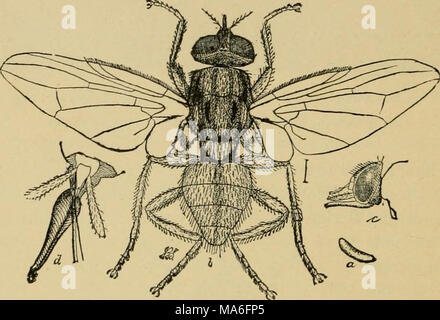 green bottle flies lay eggs on Liver at sterile maggot production ...