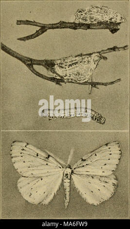 . Elementary entomology . Fig. 309. The chain-dotted geometer {Cingilia ...