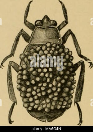 Giant Water Bug Male with Eggs on Back (Family Belostomatidae ...