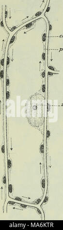 . Elemente der wissenschaftlichen Botanik Stock Photo - Alamy