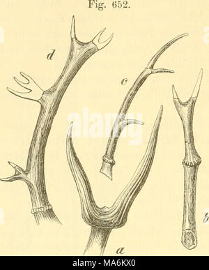 . Elemente der palaeontologie. (Palaeozoologie.). Paleontology ...
