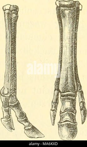 . Elemente der palaeontologie. (Palaeozoologie.). Paleontology ...