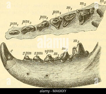 . Elemente der palaeontologie. (Palaeozoologie.). Paleontology ...