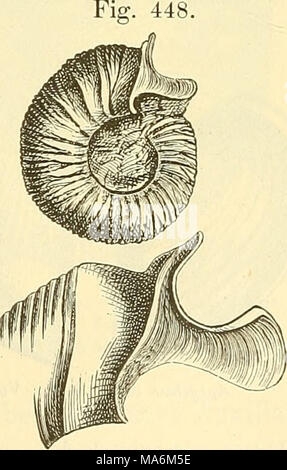 . Elemente der palaeontologie. (Palaeozoologie.). Paleontology ...