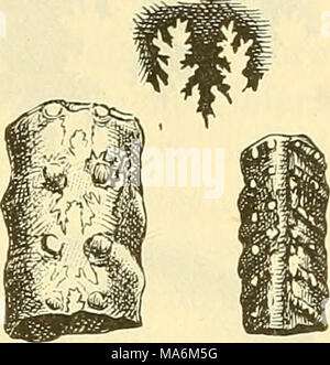 . Elemente der palaeontologie. (Palaeozoologie.). Paleontology ...