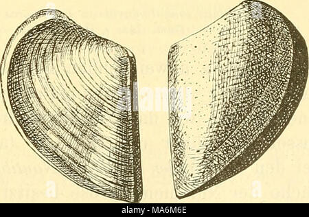 . Elemente der palaeontologie. (Palaeozoologie.). Paleontology ...
