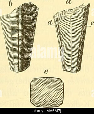 . Elemente der palaeontologie. (Palaeozoologie.). Paleontology ...