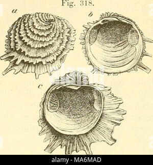 . Elemente der palaeontologie. (Palaeozoologie.). Paleontology ...