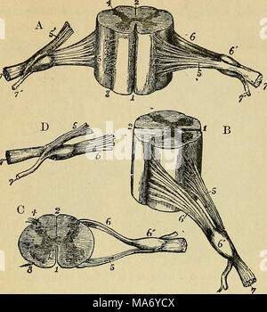 Right lateral view of the cervical portion of the vertebral column of a ...
