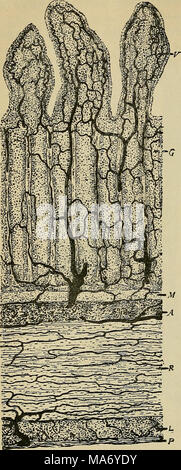 Small intestine injected transverse section under a light microscope ...
