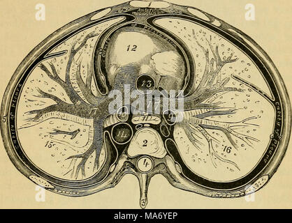 Diagram of the lungs and bronchial tubes Stock Photo - Alamy