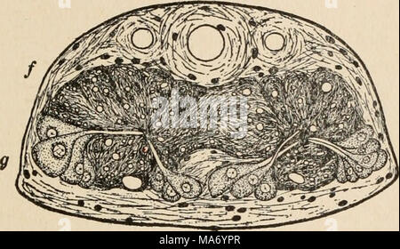 Earthworm nervous system Stock Photo - Alamy
