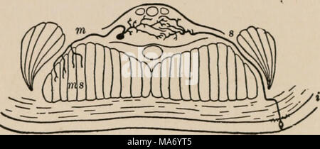 Earthworm nervous system Stock Photo - Alamy