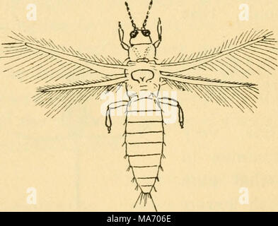 . Elementary lessons on insects. Insects. WHAT AN INSECT IS LIKE ...