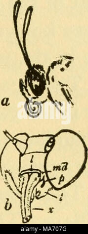 . Elementary entomology . Fig. 44. Structure of median ocellus of honey ...