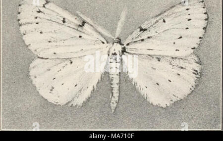 . Elementary entomology . Fig. 309. The chain-dotted geometer {Cingilia ...