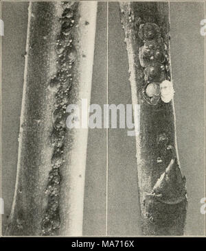 San Jose scale insect pest encrusting branch on apple tree Stock Photo ...