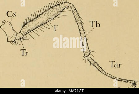 . Elementary entomology . i-Cla Fig. 24. Typical insect leg Cx, coxa ...