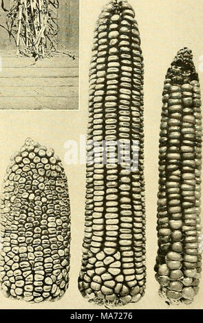 The effects of inbreeding and Stock Photo - Alamy