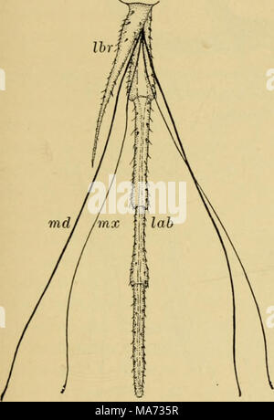 . Elementary entomology . FIG. 15. Mouth-parts of the squash-bug lab ...