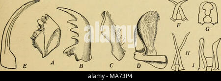 . Elementary entomology . FIG. 12. Various forms of mandibles A ...