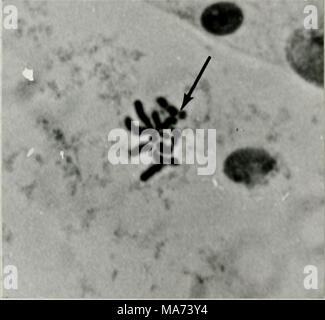 "Effect of cobalt 60 gamma rays on the biology of the eye gnat ...