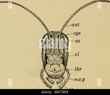 . Elementary entomology . FIG. 10. Face of grasshopper ant, antenna; cl ...