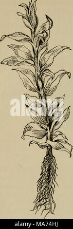 Parts of plant, Morphology of plant with green leaves, fruits, flowers ...