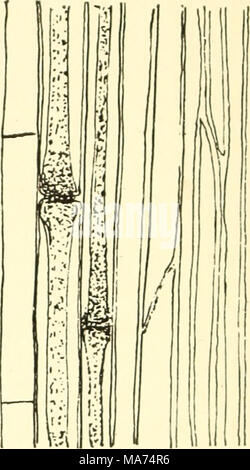 Sunflower stem. Cross section Stock Photo - Alamy