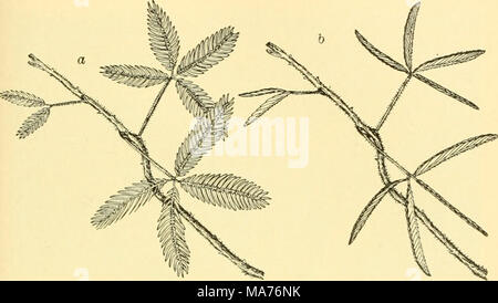 Mimosa pudica, the Sensitive plant, being touched Stock Photo - Alamy