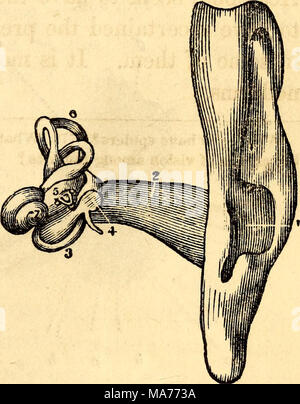 Opening of the ear canal with meatus, auditorius and tympanum sections ...