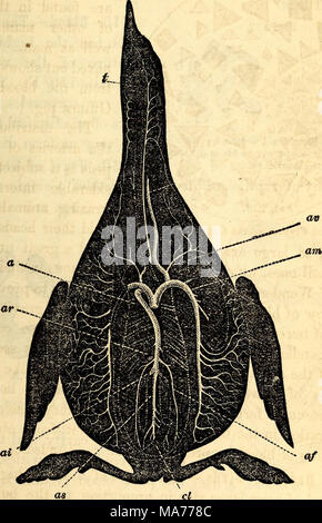 External carotid artery with branches Stock Photo - Alamy