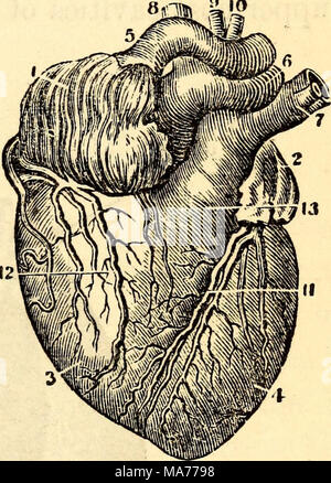 . The heart in position : a, right ventricle ; b, left ventricle ; c ...