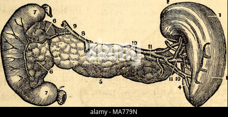 Anatomy of the pancreas in anterior view with gallbladder and common ...