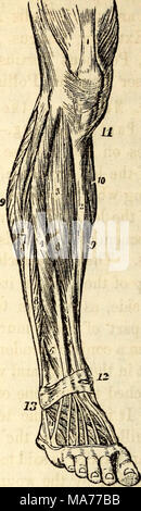 anatomical features of anterior view of human heart with attached great ...